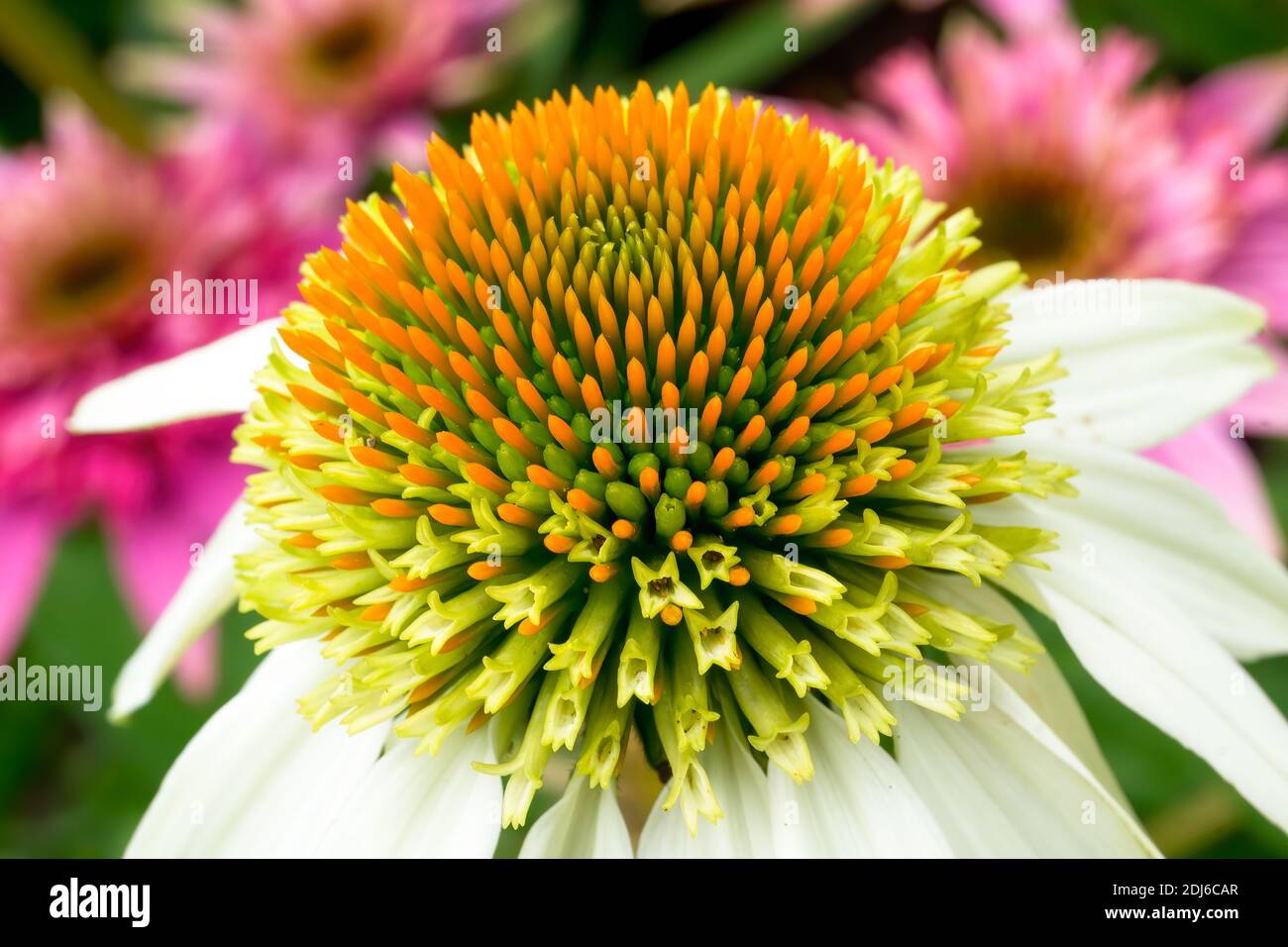 Close up of coneflower flowers or echinacea in the garden hi-res stock ...