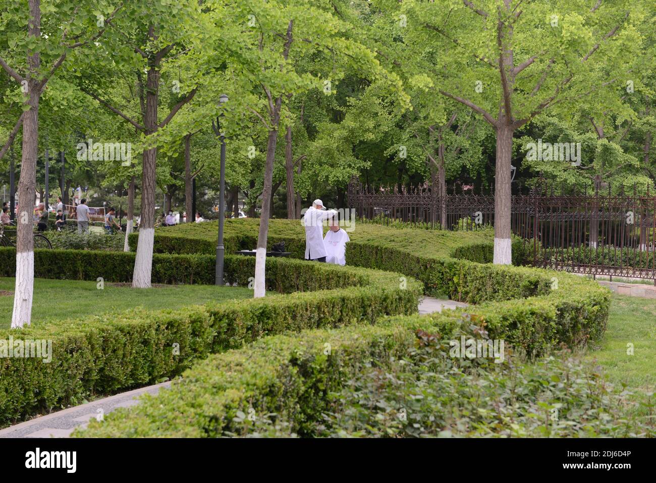 A man gets a haircut from a pop-up barber under ginkgo trees in a park ...