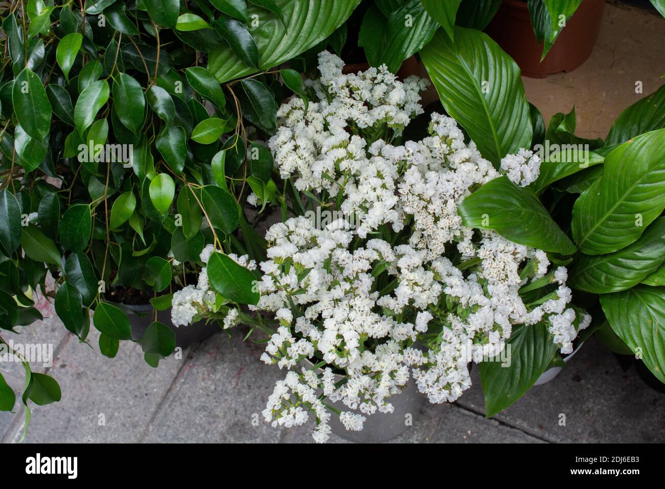 Petiolate leaf hi-res stock photography and images - Alamy