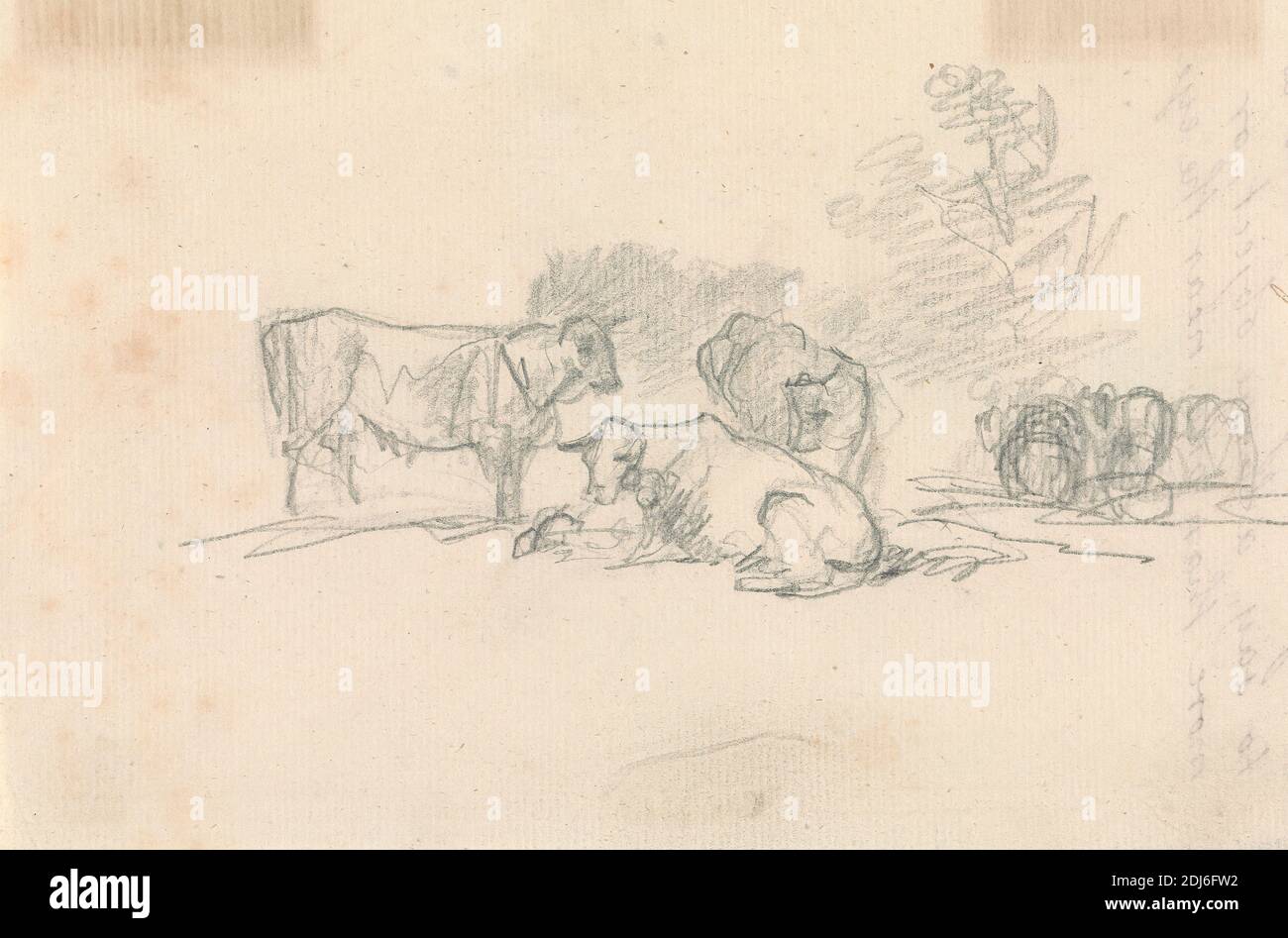 Cattle Draw Something