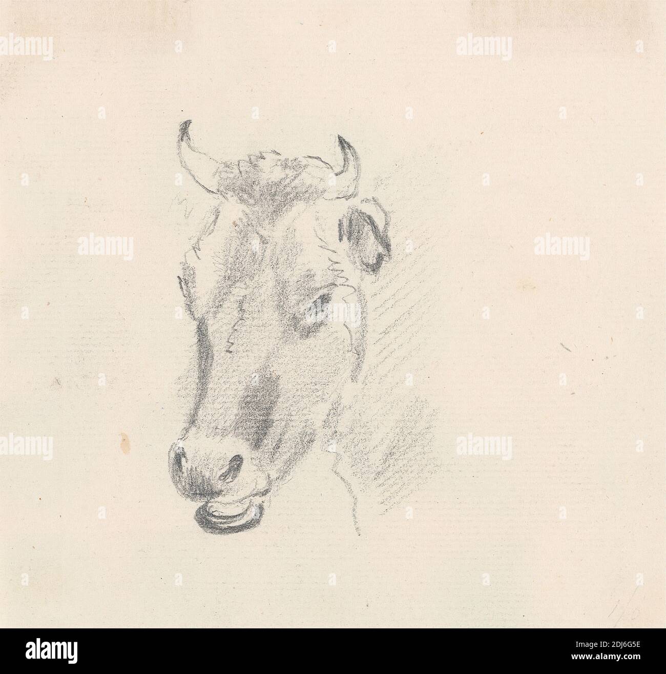 Study of a Cow's Head, Sawrey Gilpin, 1733–1807, British, undated ...