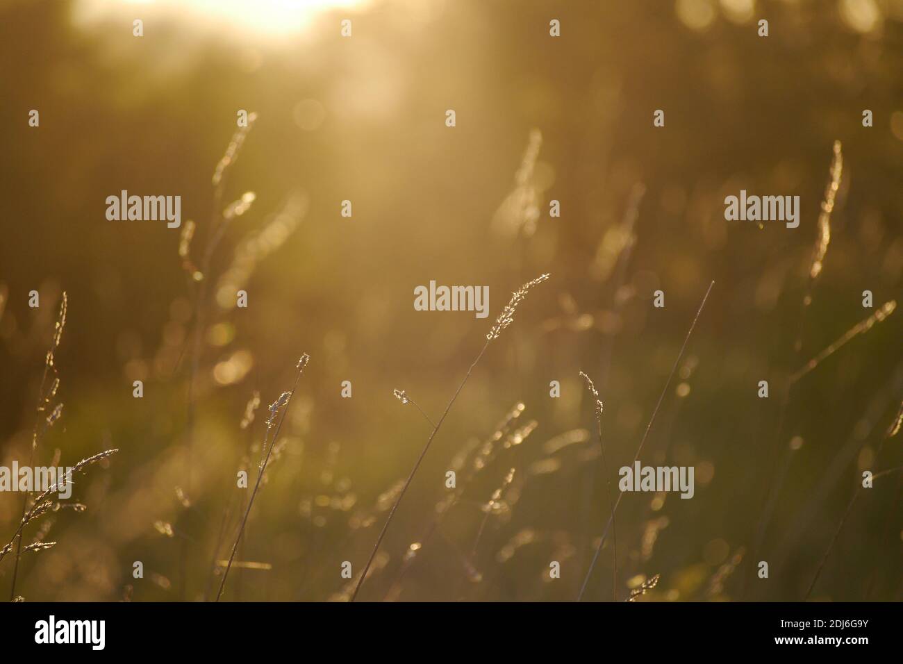 Sunshine through grass hi-res stock photography and images - Alamy