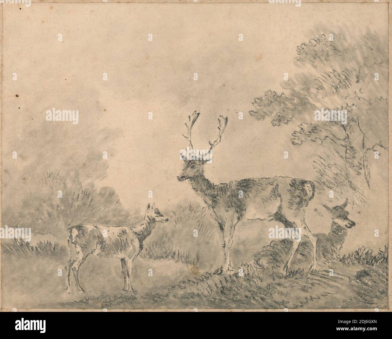 Black fallow deer hi-res stock photography and images - Alamy