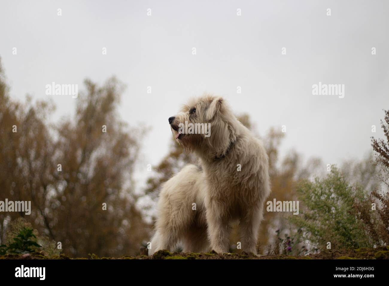 Pet for a walk. Fluffy white dog. Dog in nature. Walk your dog. Animal ...