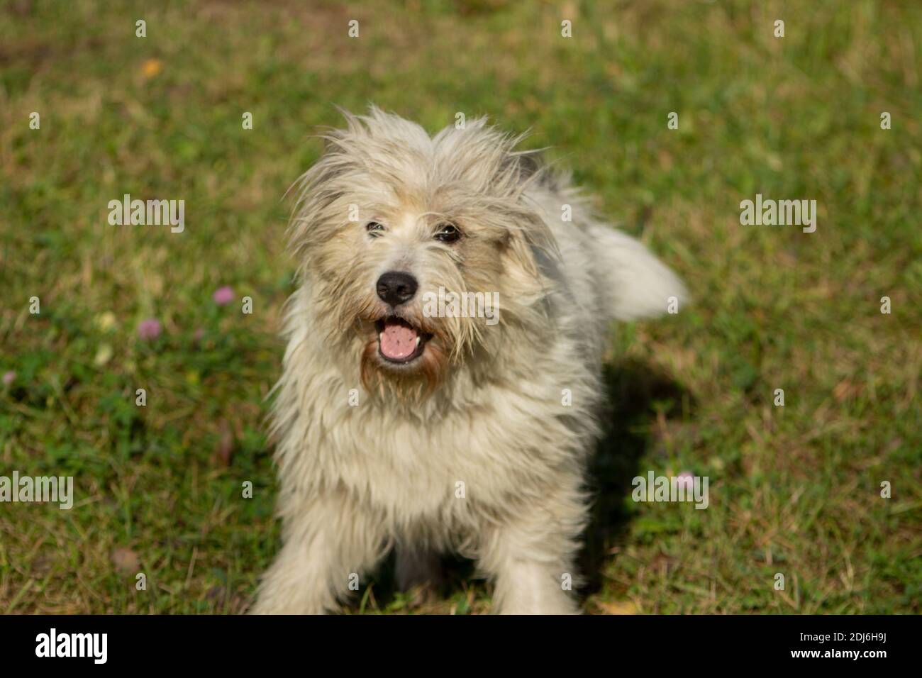Pet for a walk. Fluffy white dog. Dog in nature. Walk your dog. Animal ...
