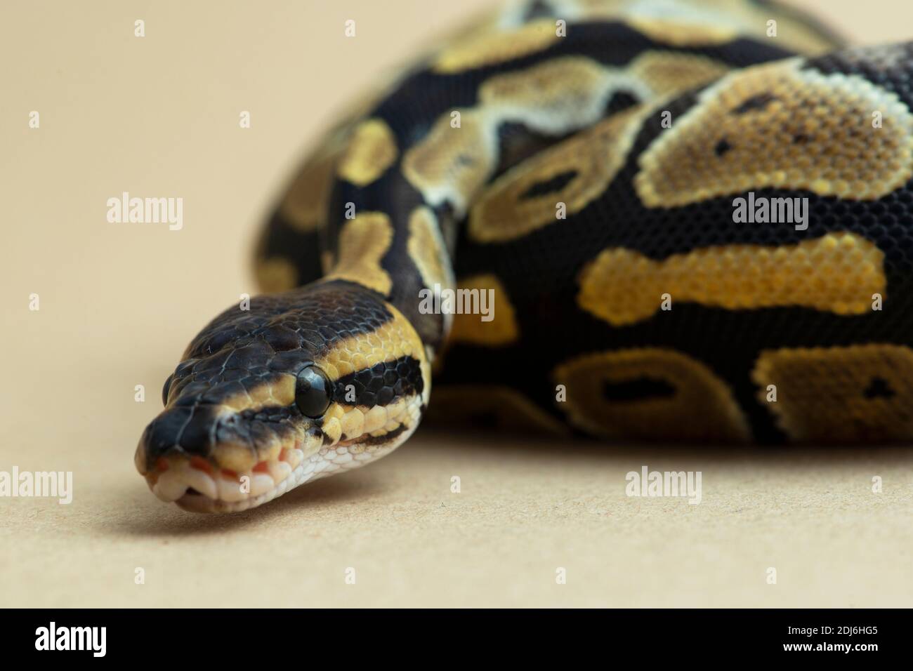 reptile, snake, python, studio, isolated, animal, white, ball, wildlife ...