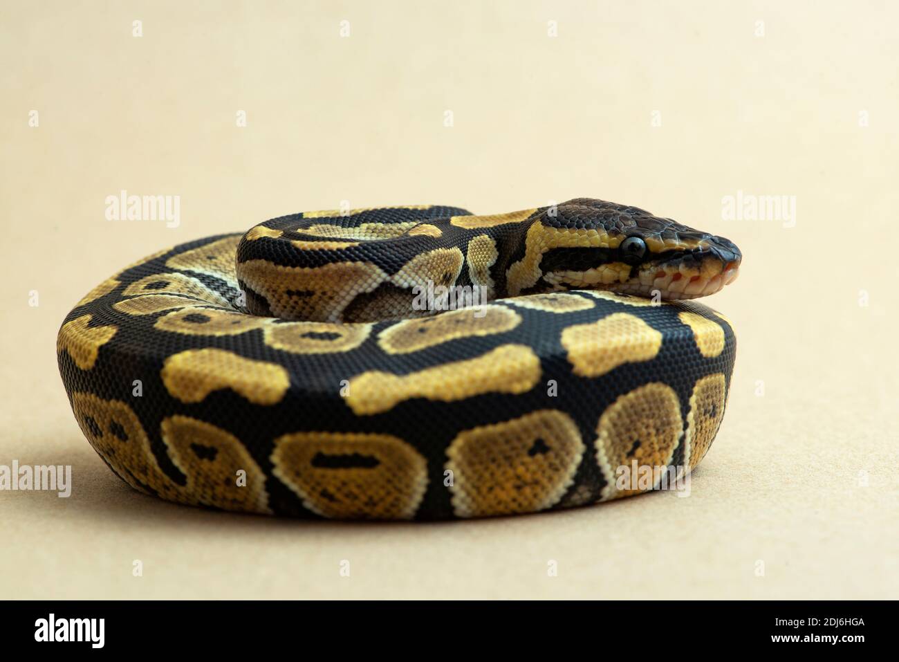 reptile, snake, python, studio, isolated, animal, white, ball, wildlife ...