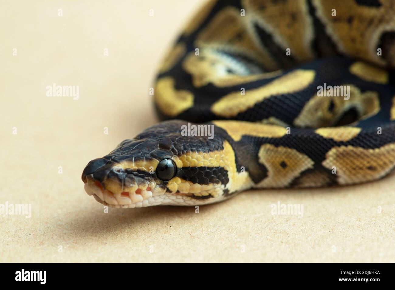 reptile, snake, python, studio, isolated, animal, white, ball, wildlife ...