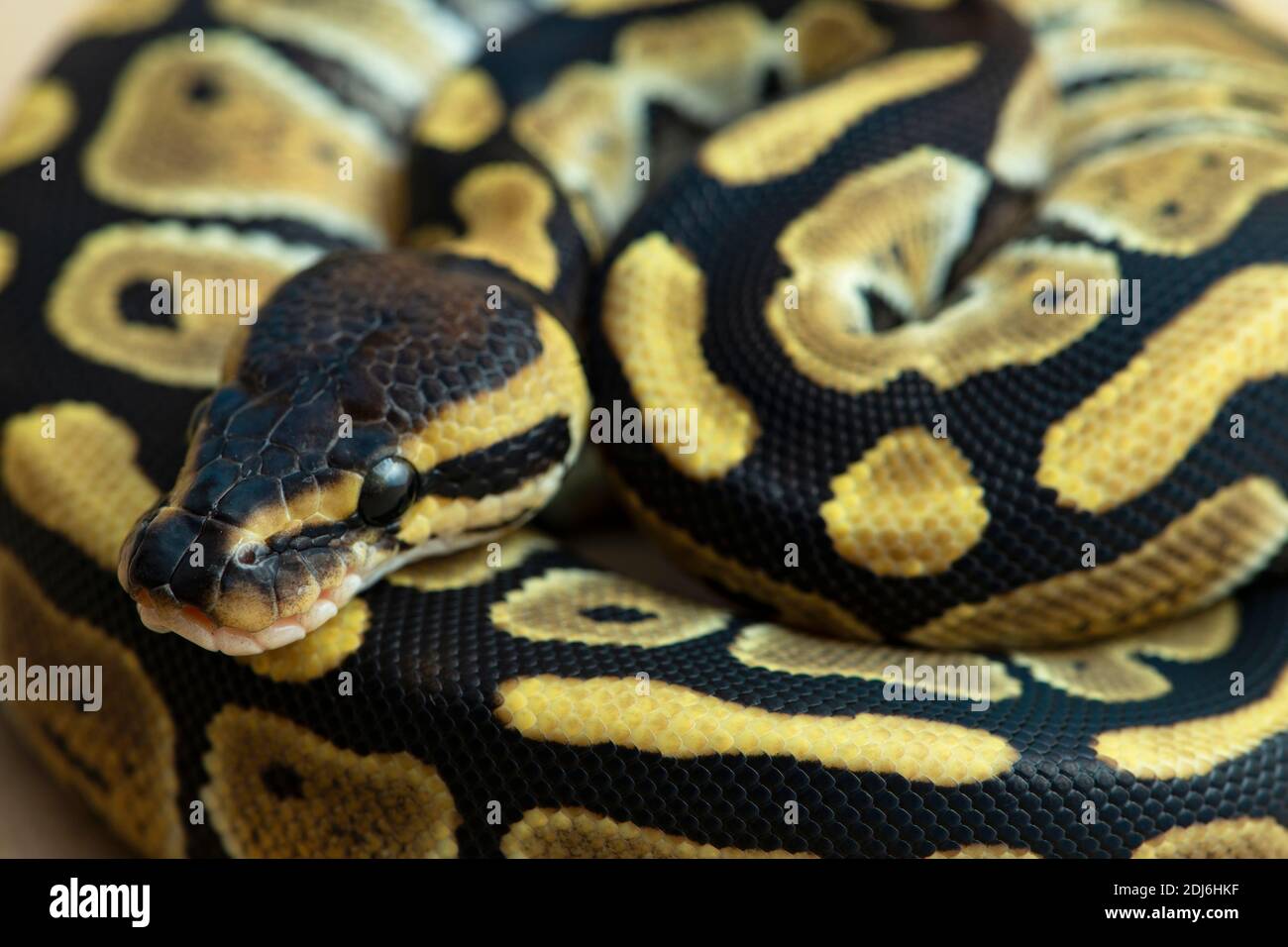 reptile, snake, python, studio, isolated, animal, white, ball, wildlife ...