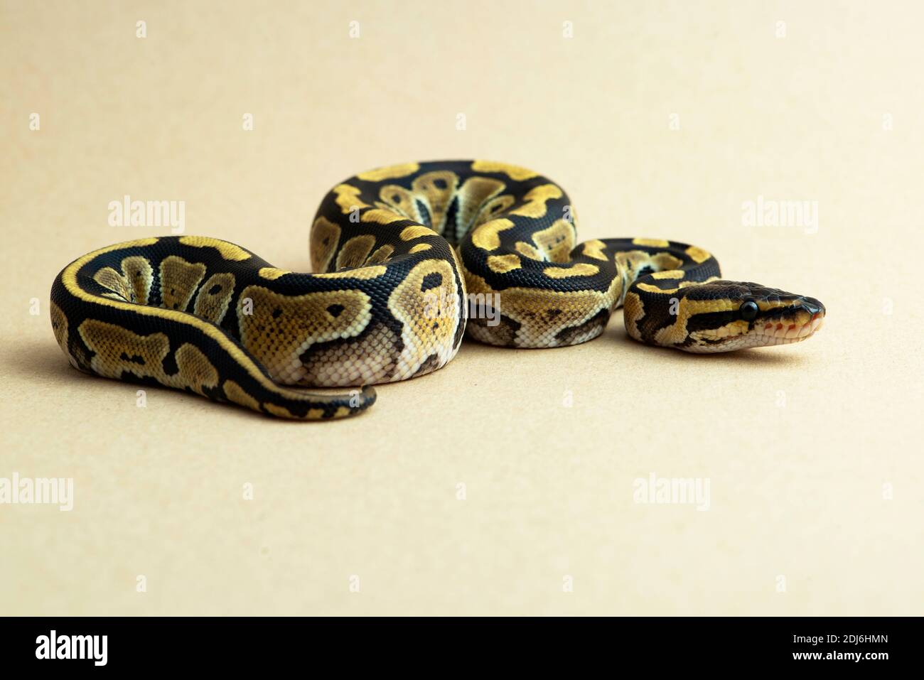reptile, snake, python, studio, isolated, animal, white, ball, wildlife ...
