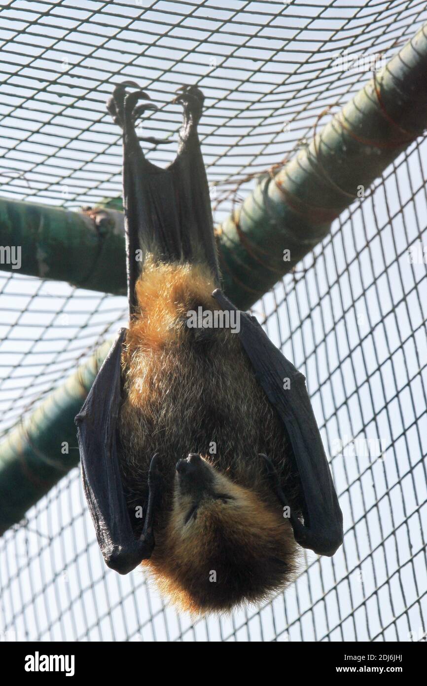 Mauritius fruit bat in captivity on Ile aux Aigrettes, Mauritius Stock ...