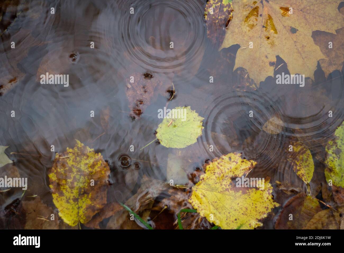 Autumn leaves in a puddle. Beautiful background with yellow leaves. Puddle circles. Autumn mood ...