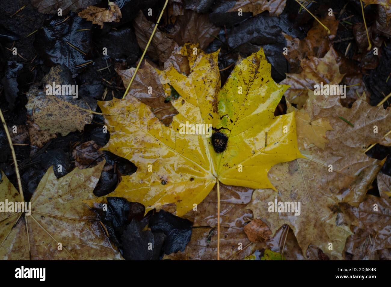 Autumn leaves in a puddle. Beautiful background with yellow leaves. Puddle circles. Autumn mood ...