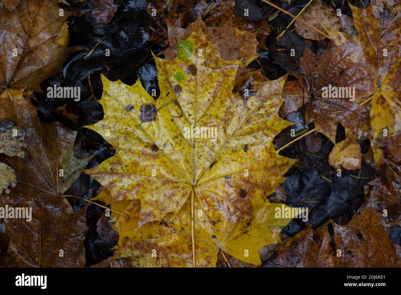 Autumn leaves in a puddle. Beautiful background with yellow leaves. Puddle circles. Autumn mood ...