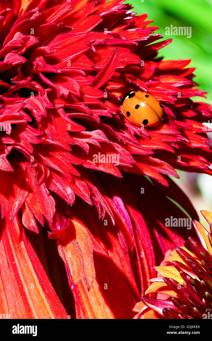 Little red ladybug hi-res stock photography and images - Alamy
