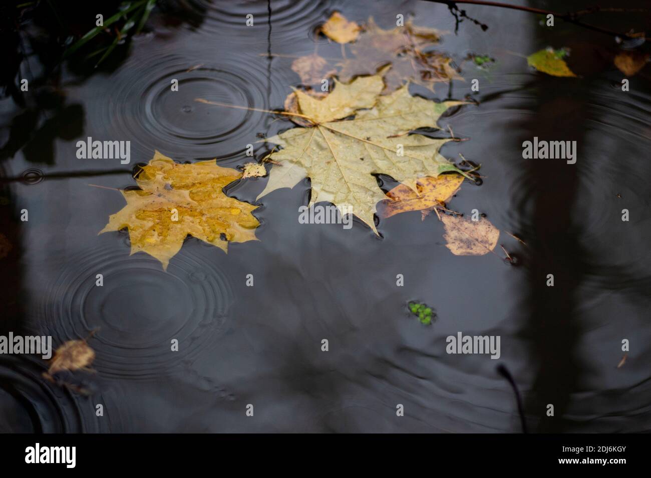Autumn leaves in a puddle. Beautiful background with yellow leaves. Puddle circles. Autumn mood ...