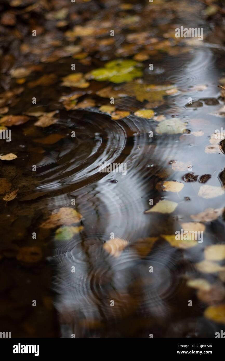 Autumn leaves in a puddle. Beautiful background with yellow leaves. Puddle circles. Autumn mood ...