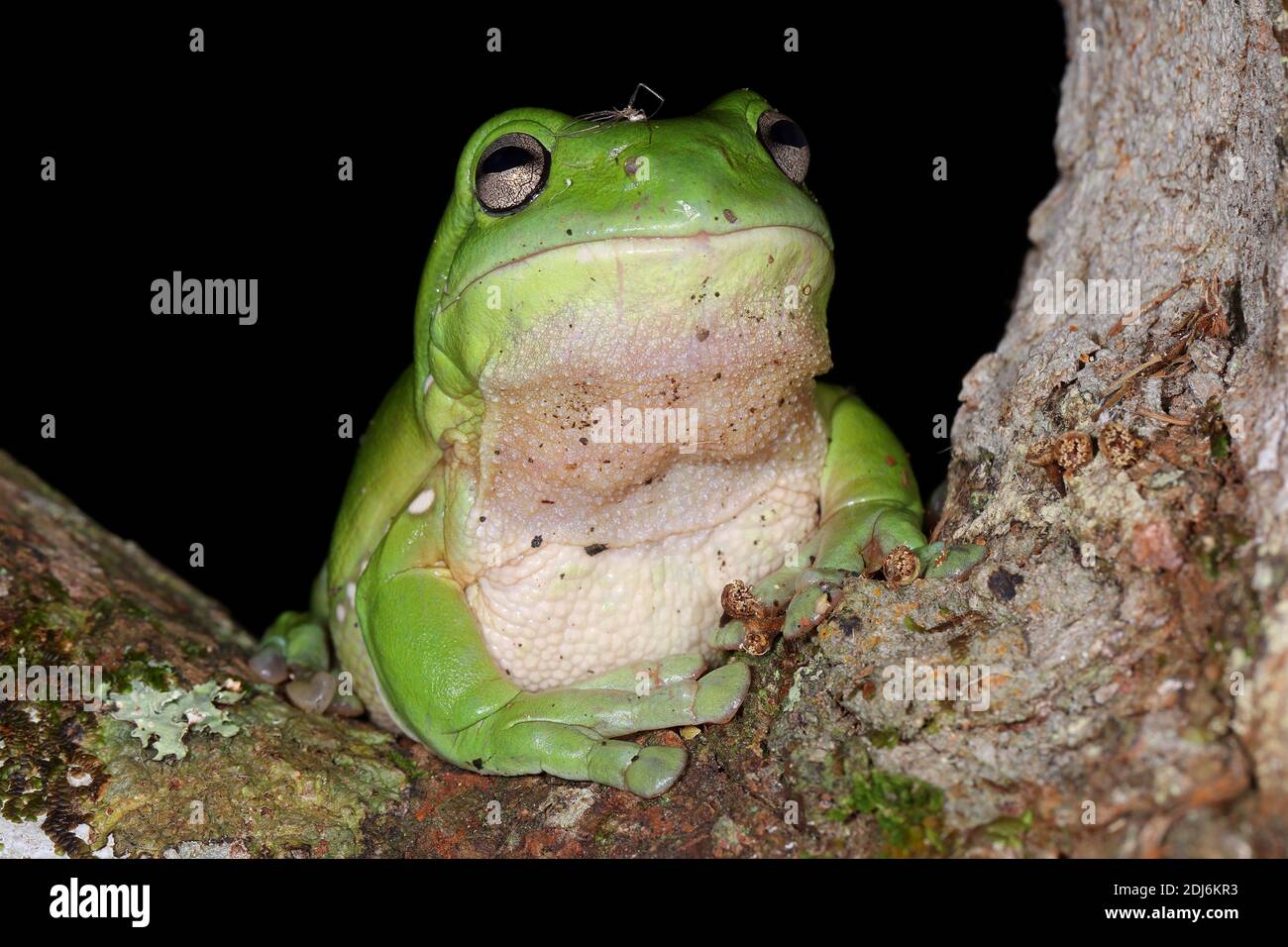 Australian Green Tree Frog Stock Photo - Alamy