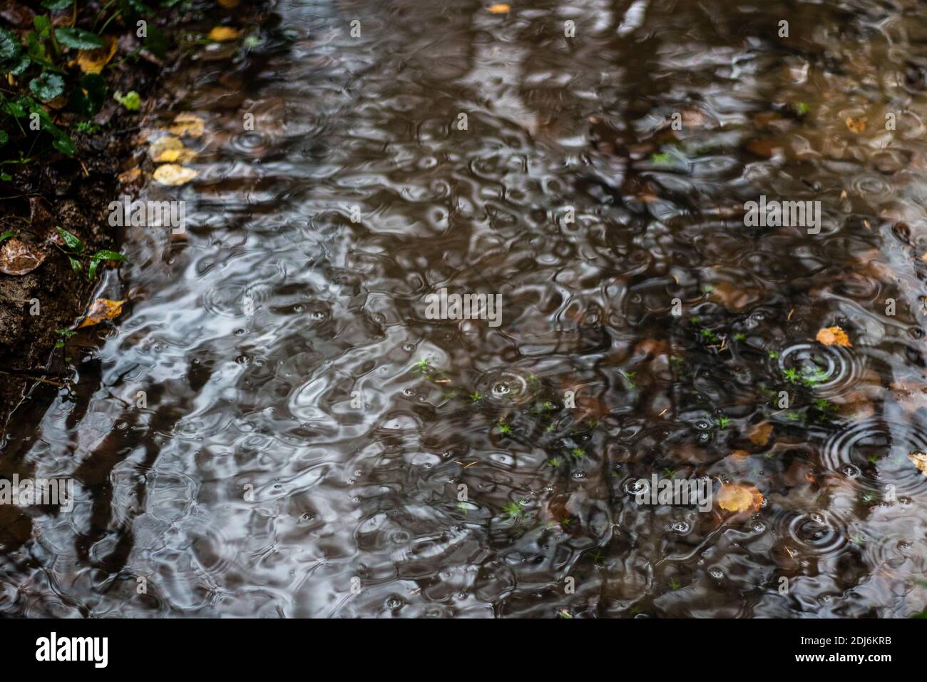 Autumn leaves in a puddle. Beautiful background with yellow leaves. Puddle circles. Autumn mood ...