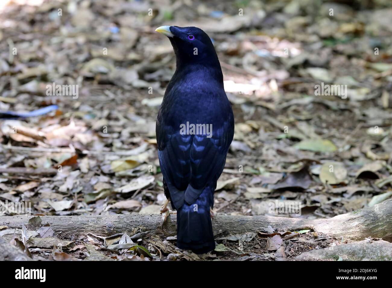 Satin bower bird hi-res stock photography and images - Alamy