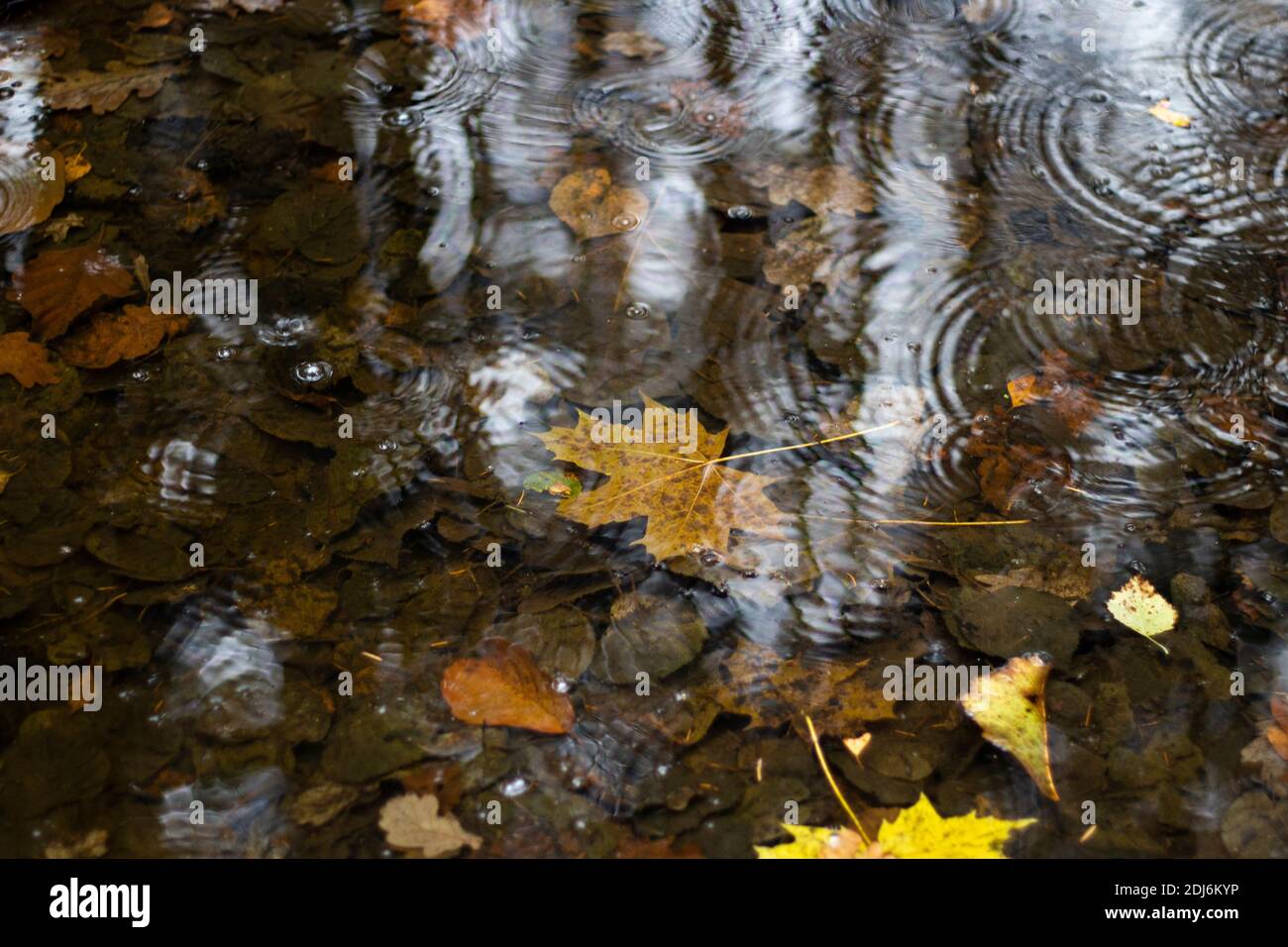 Autumn leaves in a puddle. Beautiful background with yellow leaves. Puddle circles. Autumn mood ...