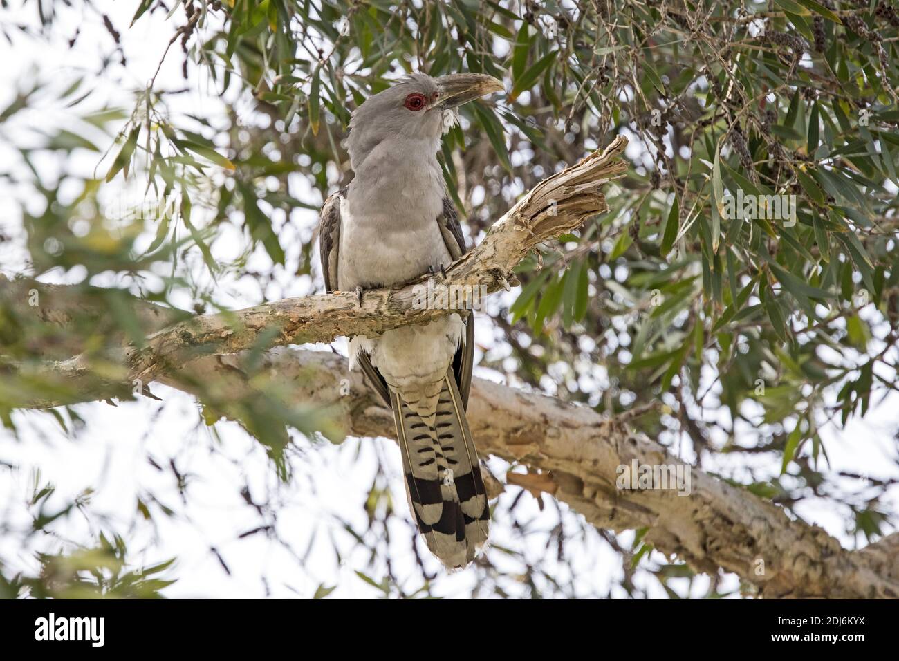 Channel-billed Cuckoo bird in tree Stock Photo - Alamy
