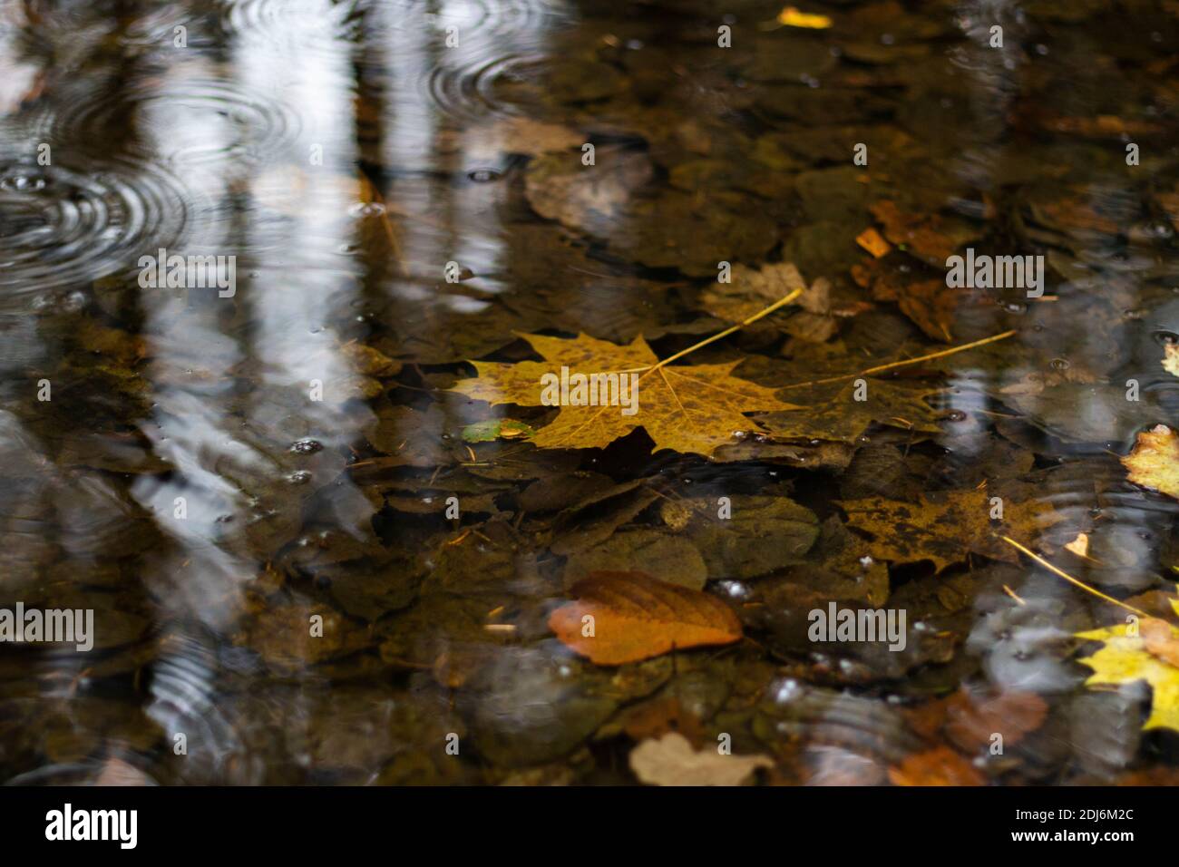 Autumn leaves in a puddle. Beautiful background with yellow leaves. Puddle circles. Autumn mood ...
