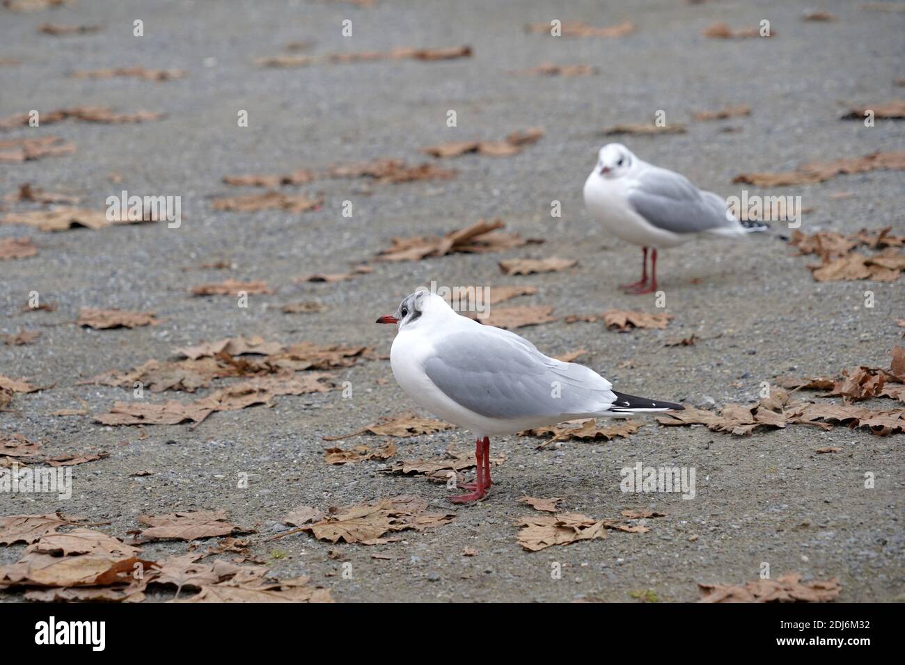 Feather fall from seagull hi-res stock photography and images - Alamy