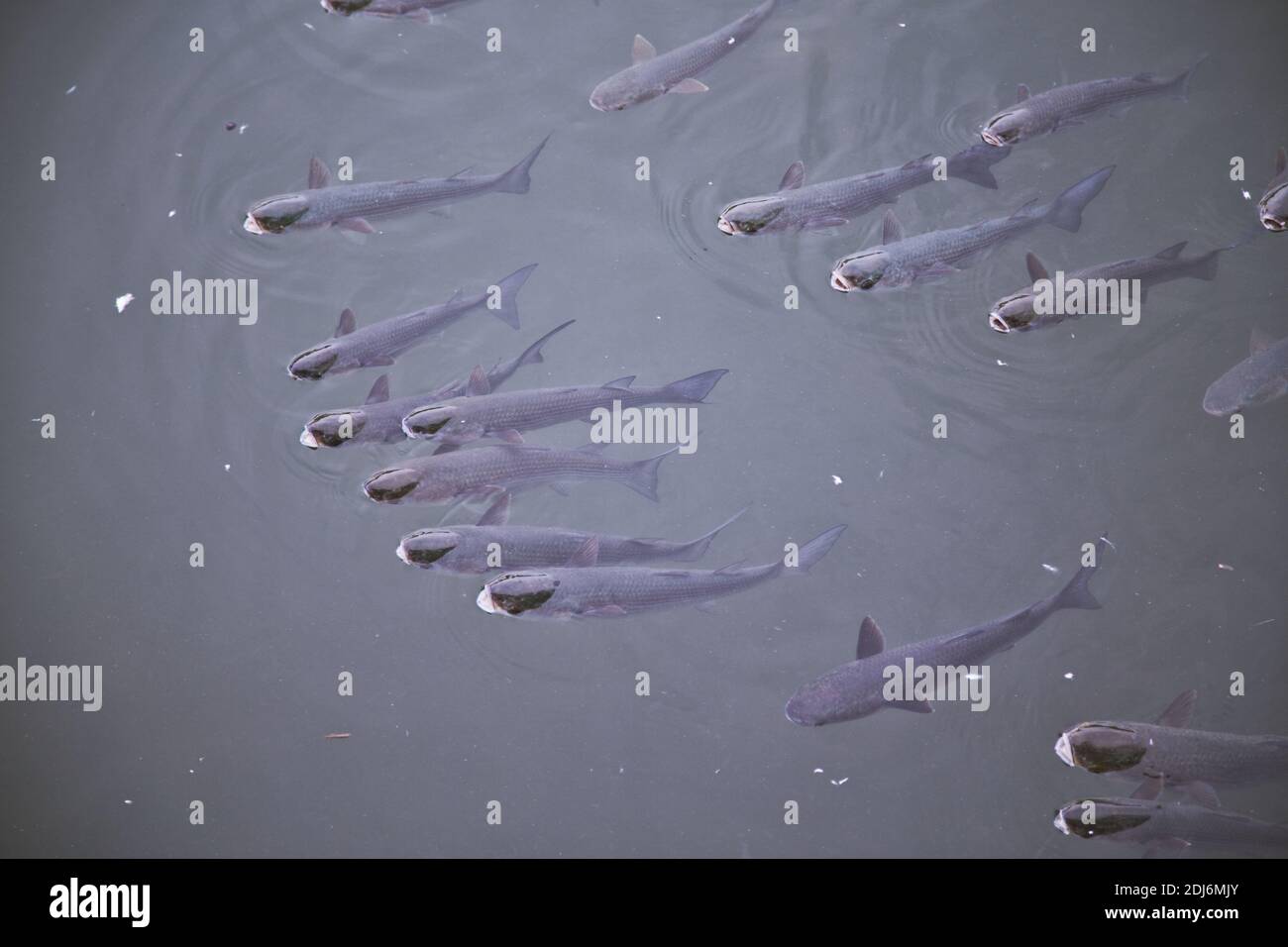 Heads underwater hi-res stock photography and images - Alamy