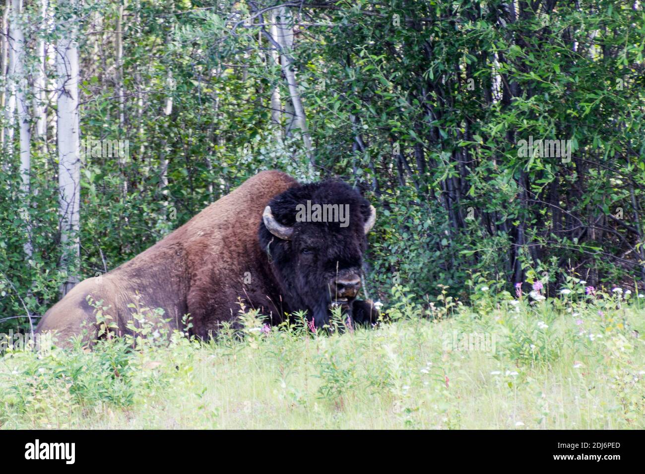 Extinct bison hi-res stock photography and images - Alamy