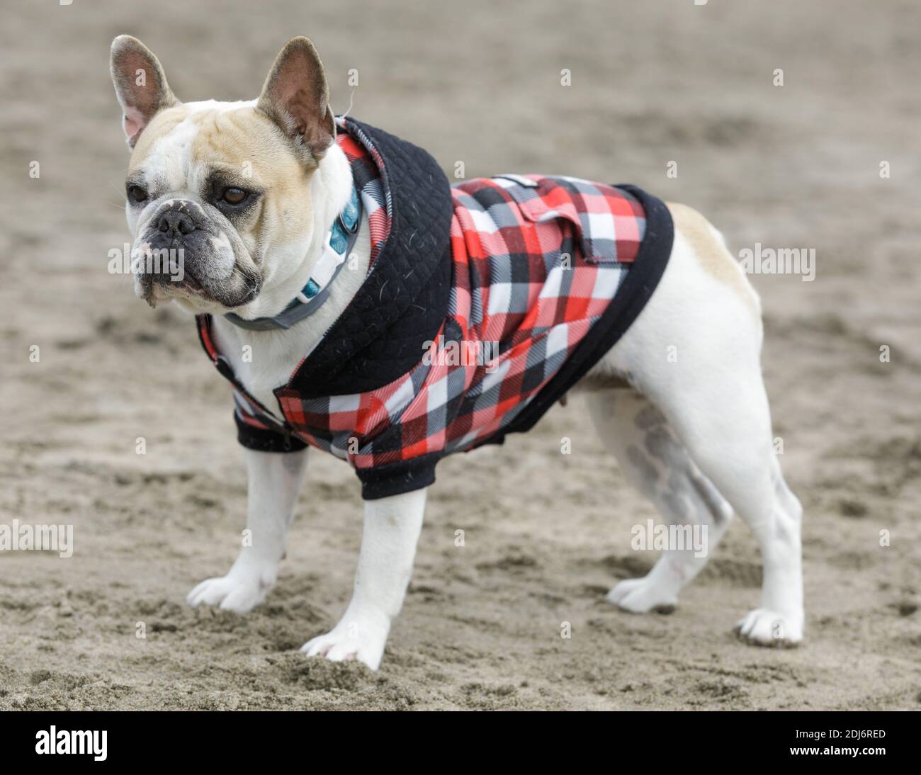 3-Years-Old piebald female Frenchie standing dressed up at the beach ...