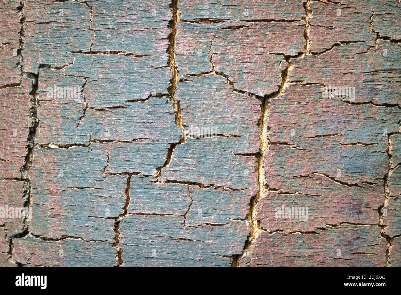 Relief spruce bark texture. Close-up image of tree bark texture ...