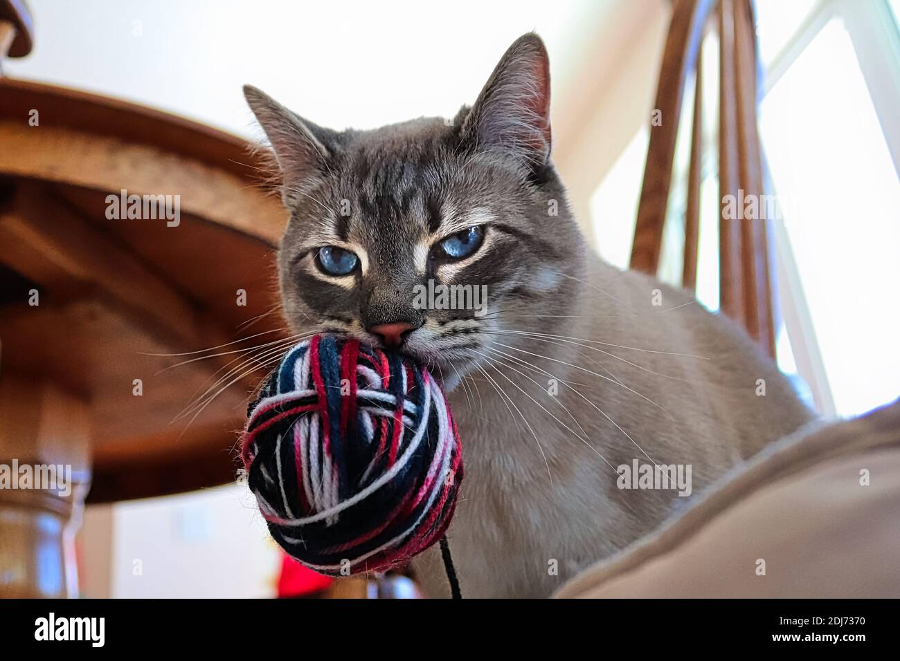 A very angry cat stares at the camera with a ball of yarn Stock Photo ...
