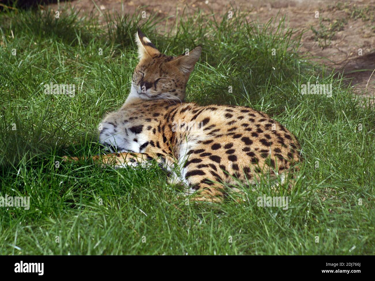 Sleeping serval hi-res stock photography and images - Alamy