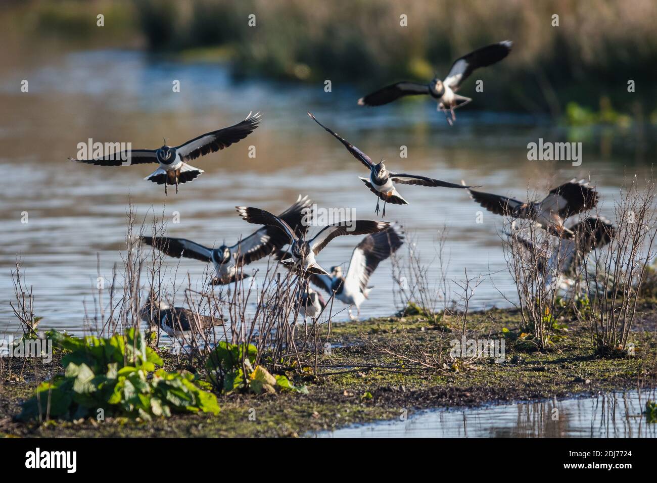 Northern lapwing, Vanellus vanellus in the flight in environment Stock ...
