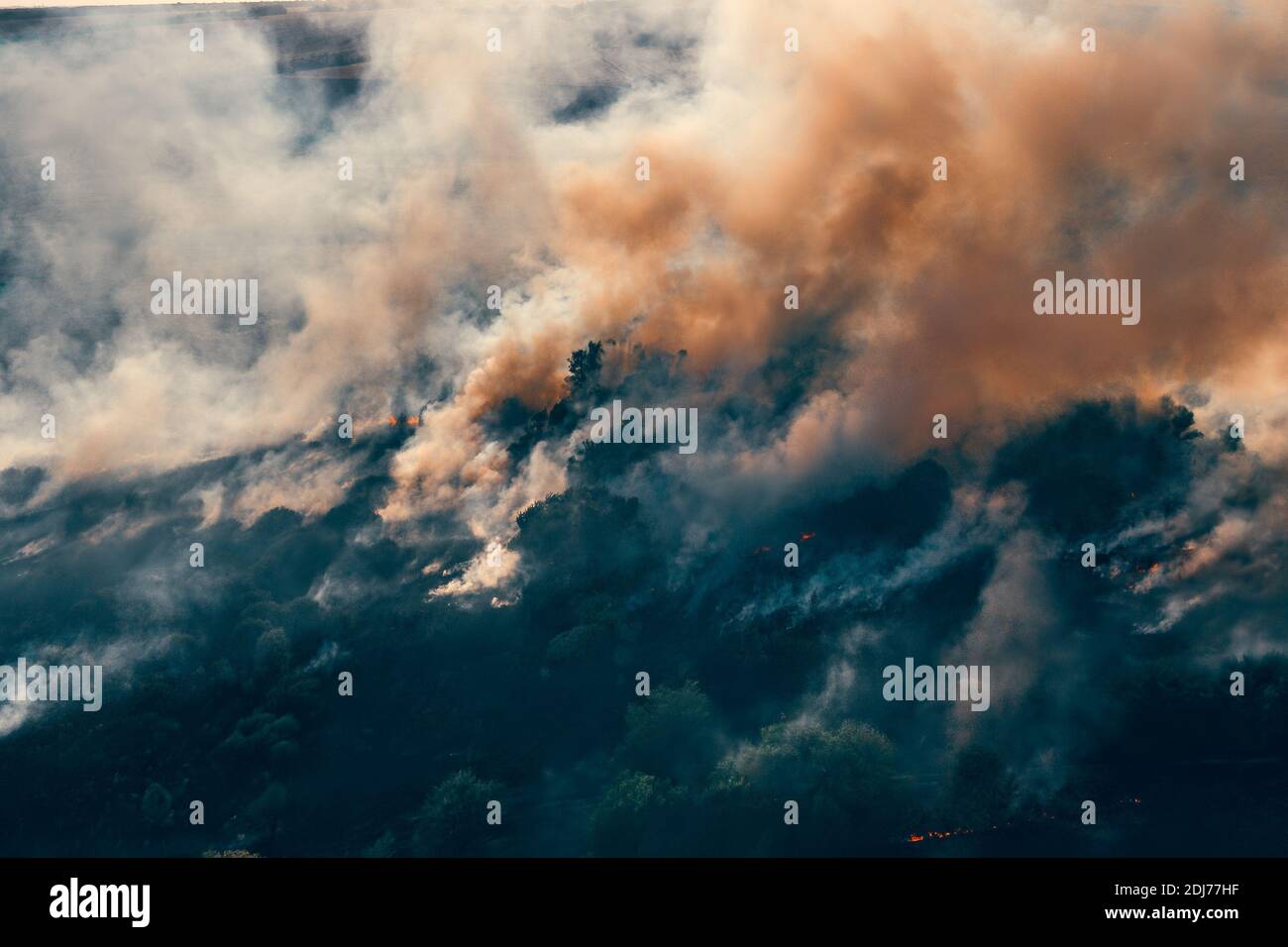 Fire in forest, burning trees and grass with smoke, aerial top view ...