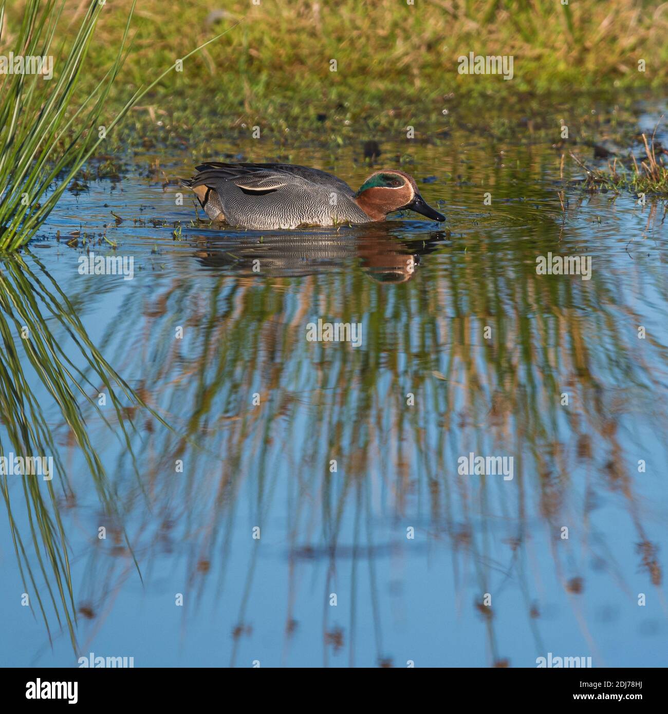 Green winged teal in flight hi-res stock photography and images - Alamy