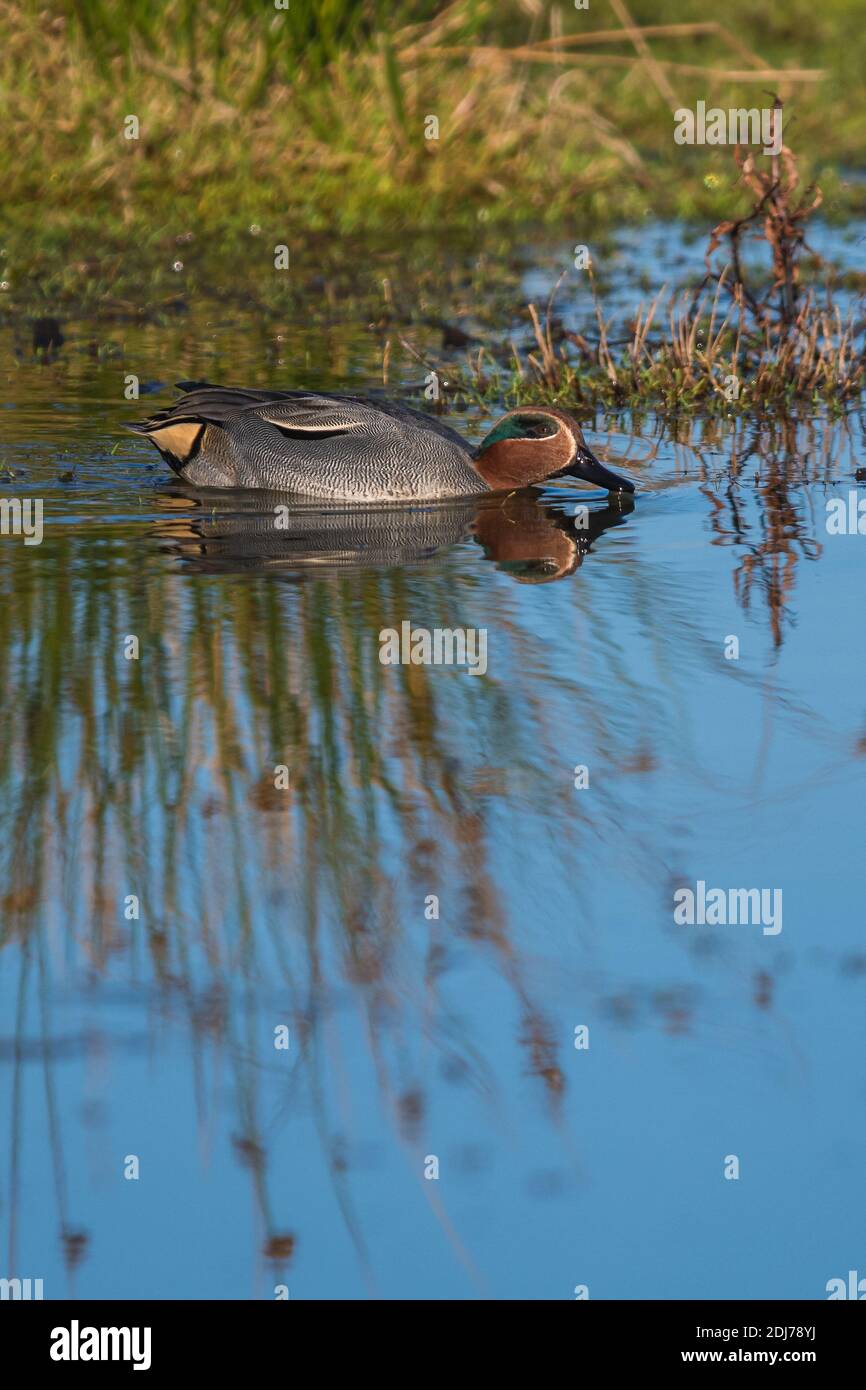 Eurasian Teal, Common Teal, Eurasian Green-winged Teal, Anas crecca ...