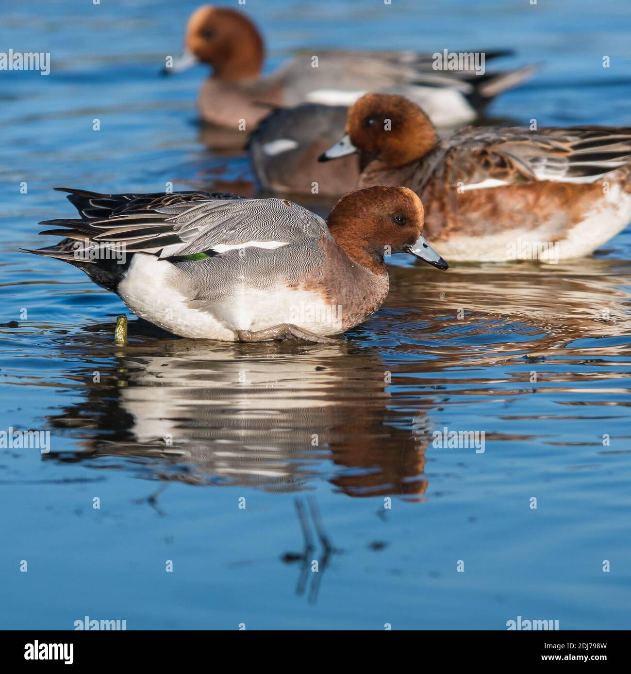 Eurasian Wigeon (Mareca penelope) birds in environment Stock Photo - Alamy