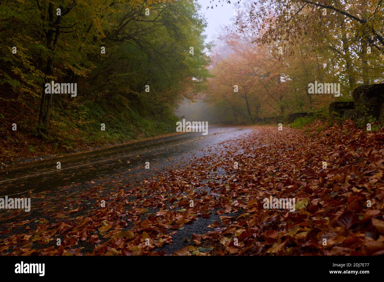 Landscape with a road through the forest in the misty autumn morning ...