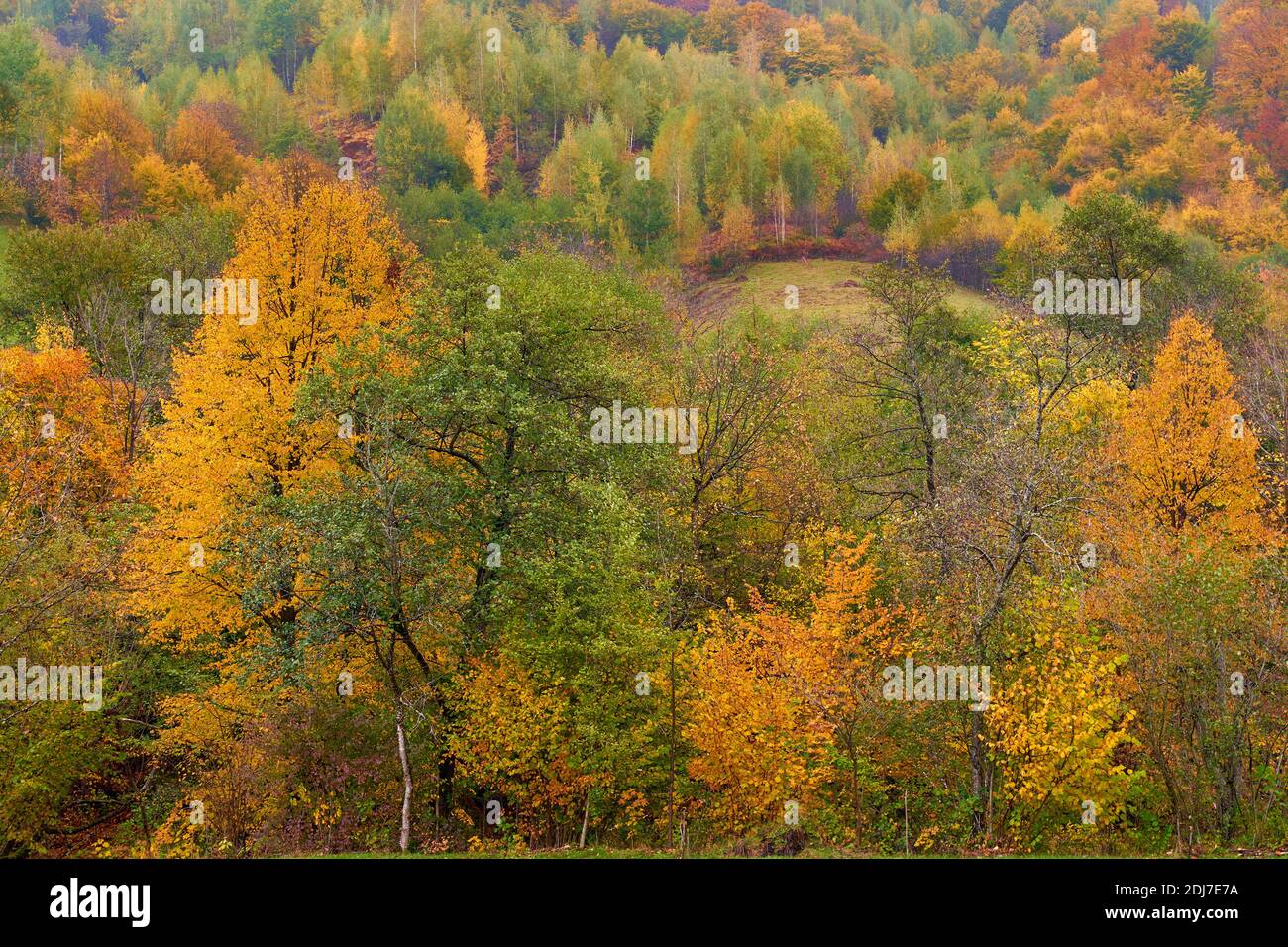 Colorful various forests on a mountain with vibrant tones Stock Photo ...