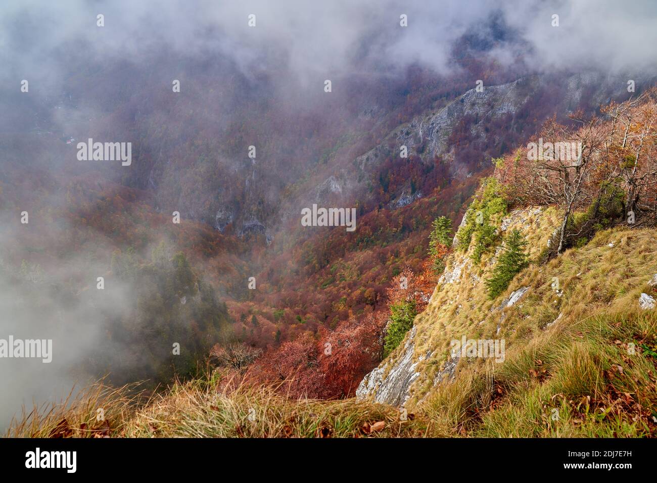 Colorful various forests on a mountain with vibrant tones Stock Photo ...