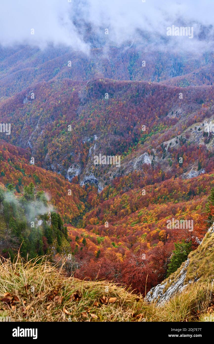 Colorful various forests on a mountain with vibrant tones Stock Photo ...