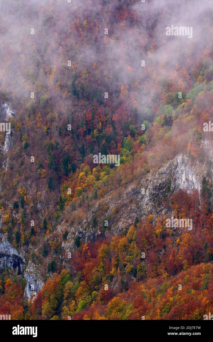 Colorful various forests on a mountain with vibrant tones Stock Photo ...