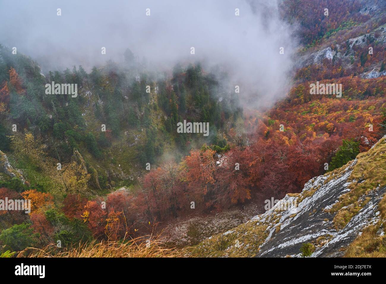 Colorful various forests on a mountain with vibrant tones Stock Photo ...