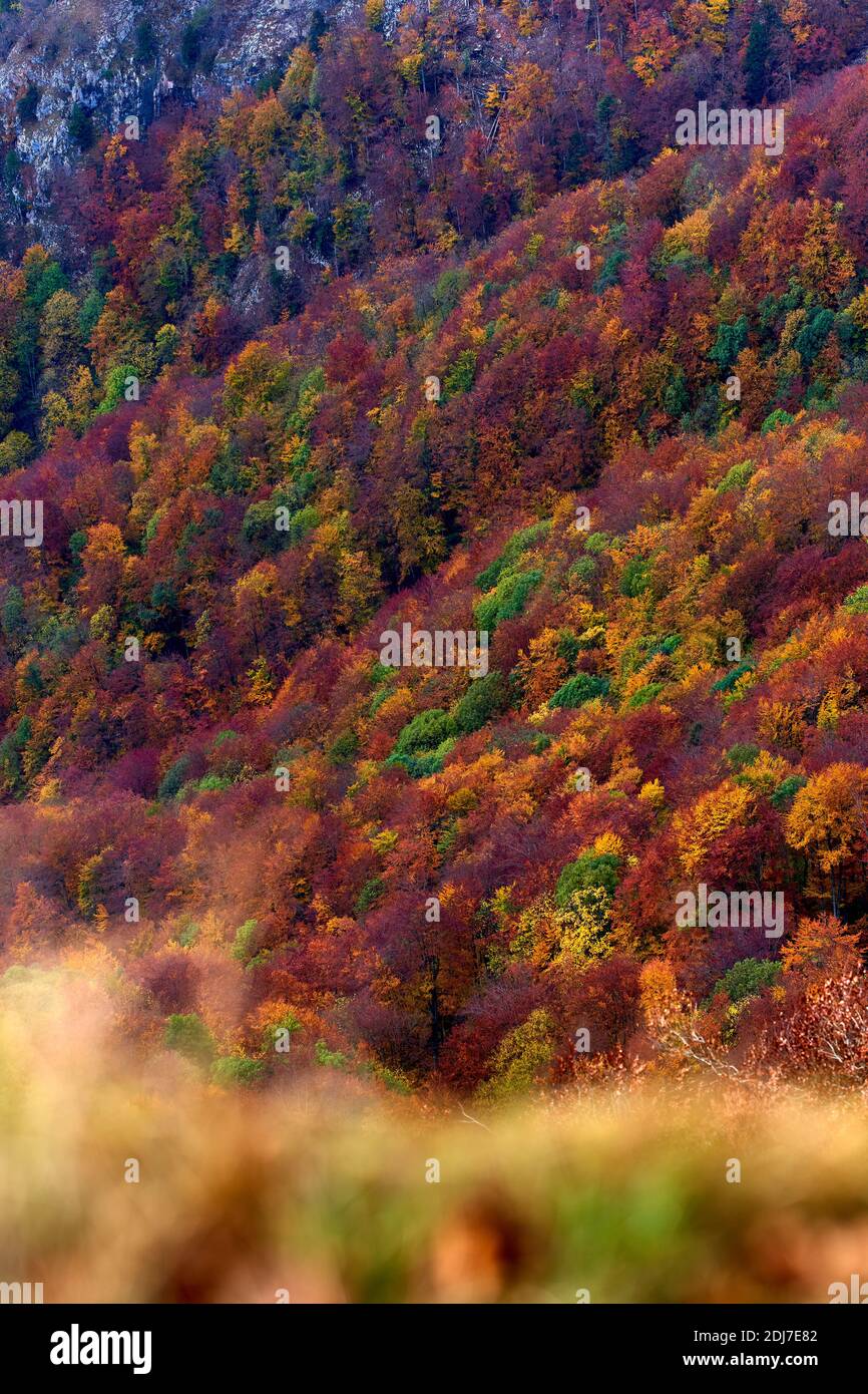 Colorful various forests on a mountain with vibrant tones Stock Photo ...