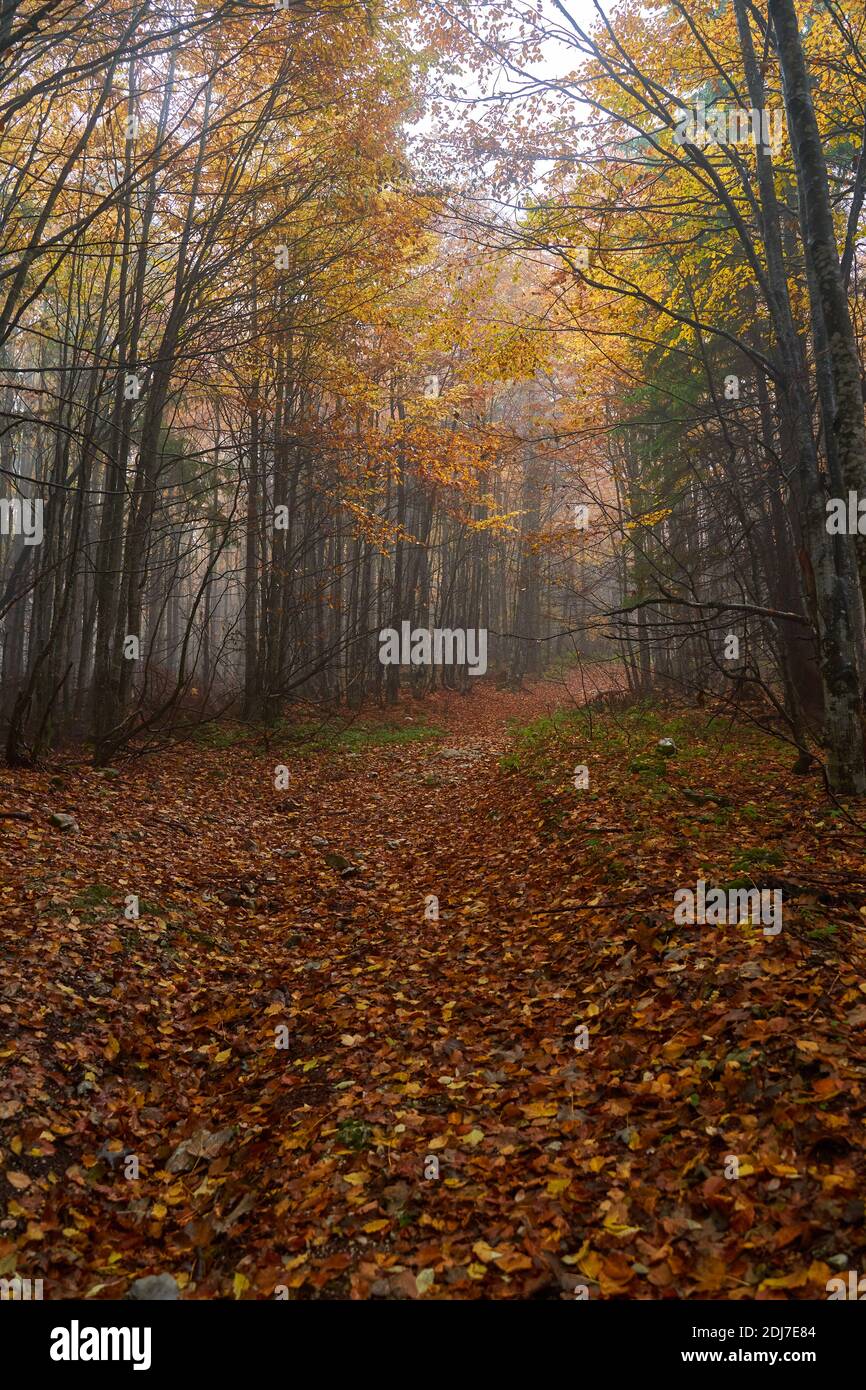 Colorful various forests on a mountain with vibrant tones Stock Photo ...