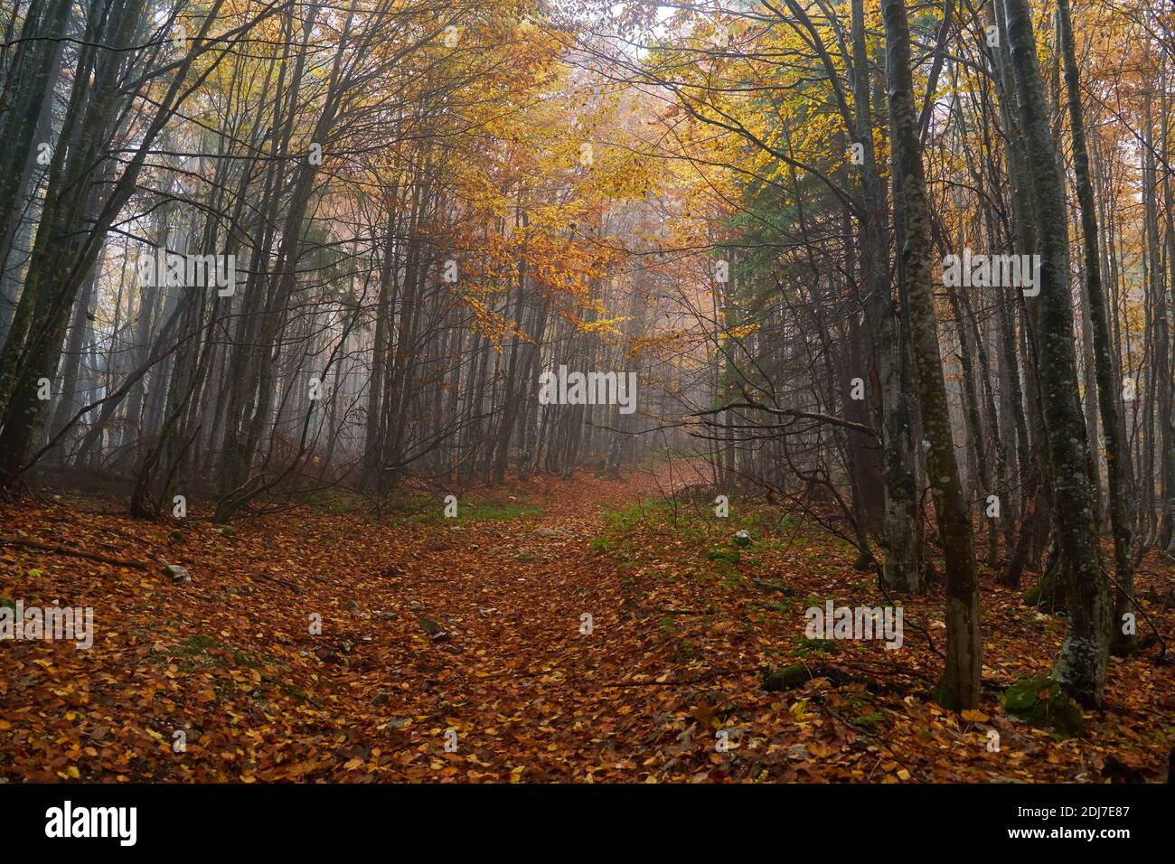 Colorful various forests on a mountain with vibrant tones Stock Photo ...
