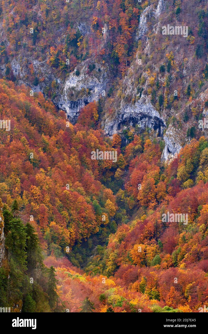 Colorful various forests on a mountain with vibrant tones Stock Photo ...