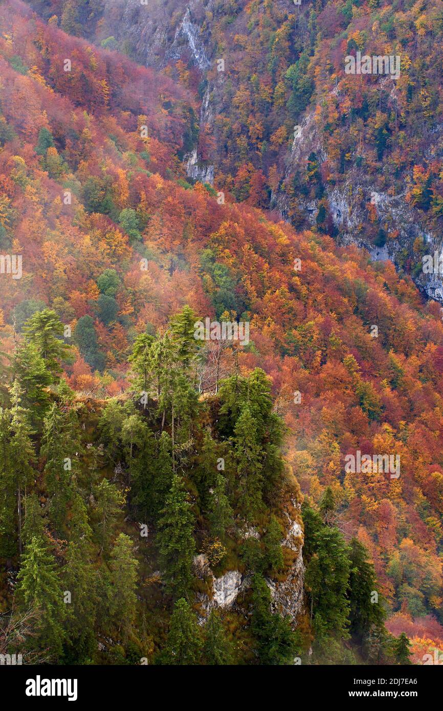 Colorful various forests on a mountain with vibrant tones Stock Photo ...